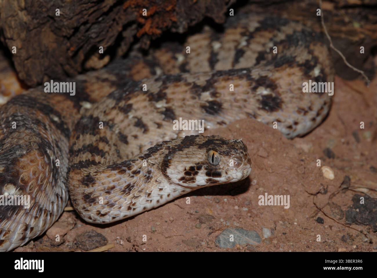 West African carpet viper (Echis ocellatus Stock Photo - Alamy