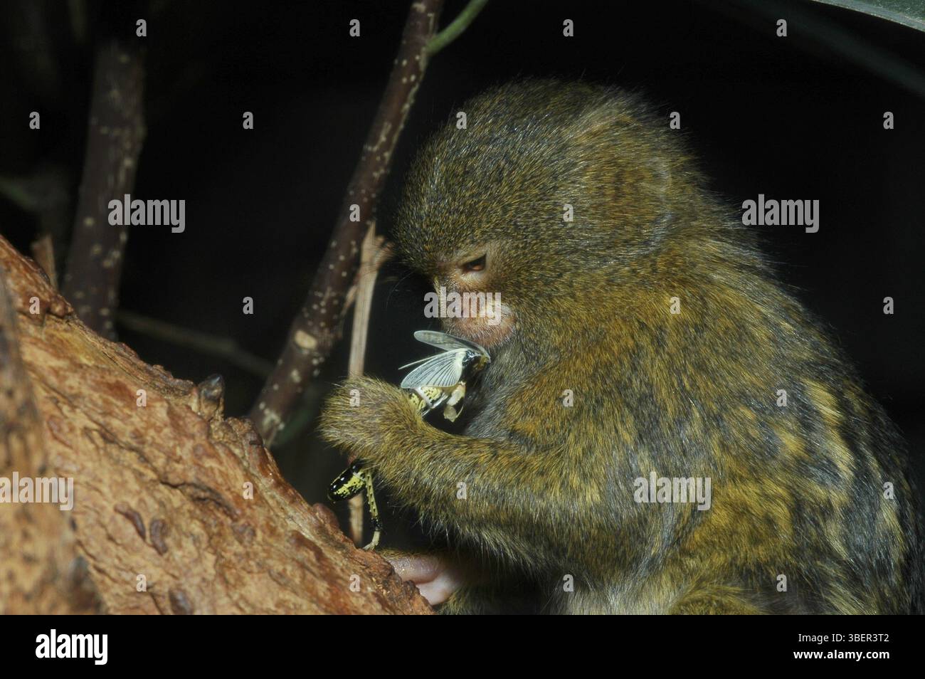 Pygmy marmoset (Cebuella pygmaea Stock Photo - Alamy