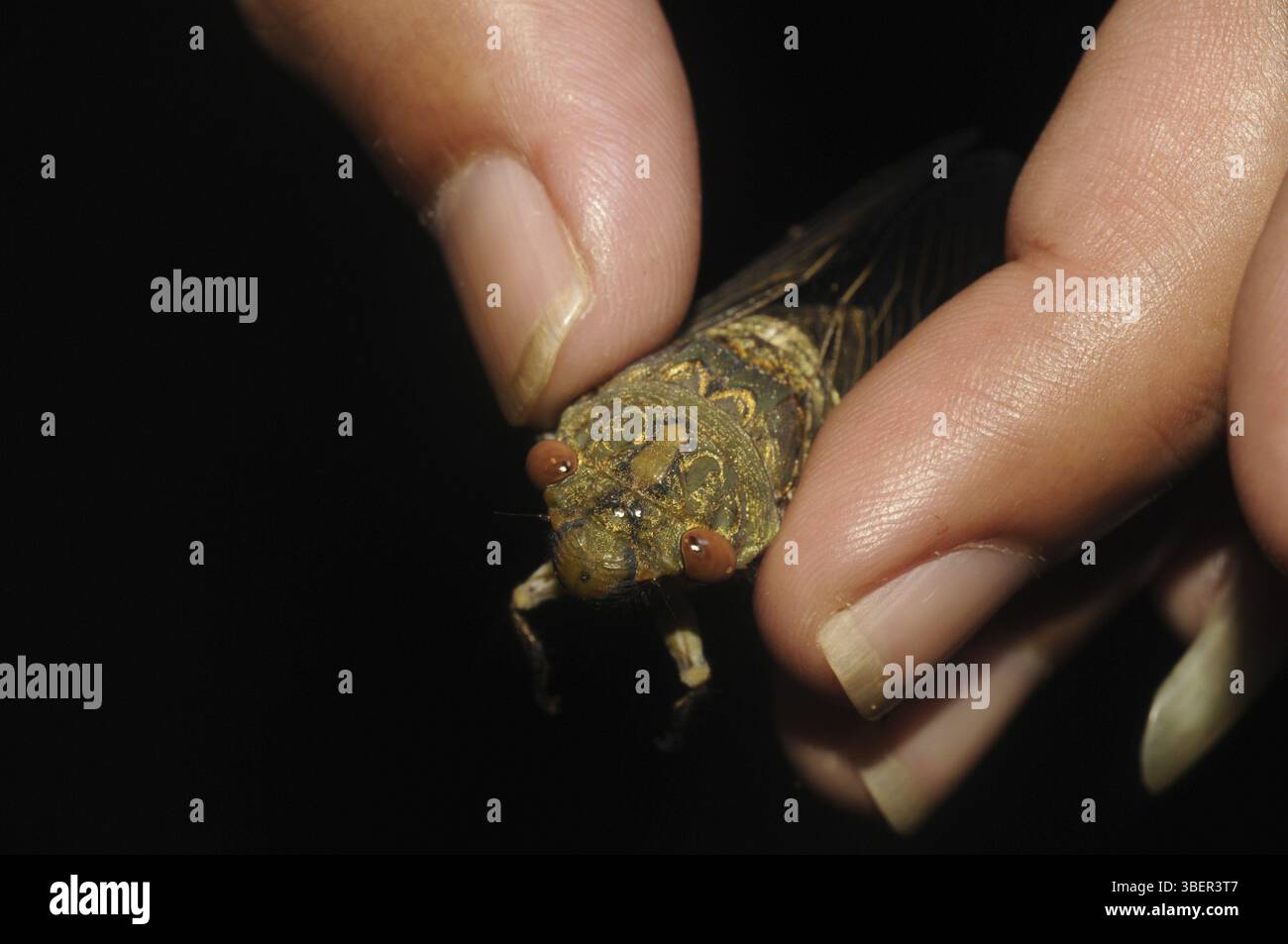 Thailand Cicada (Homoptera Stock Photo - Alamy