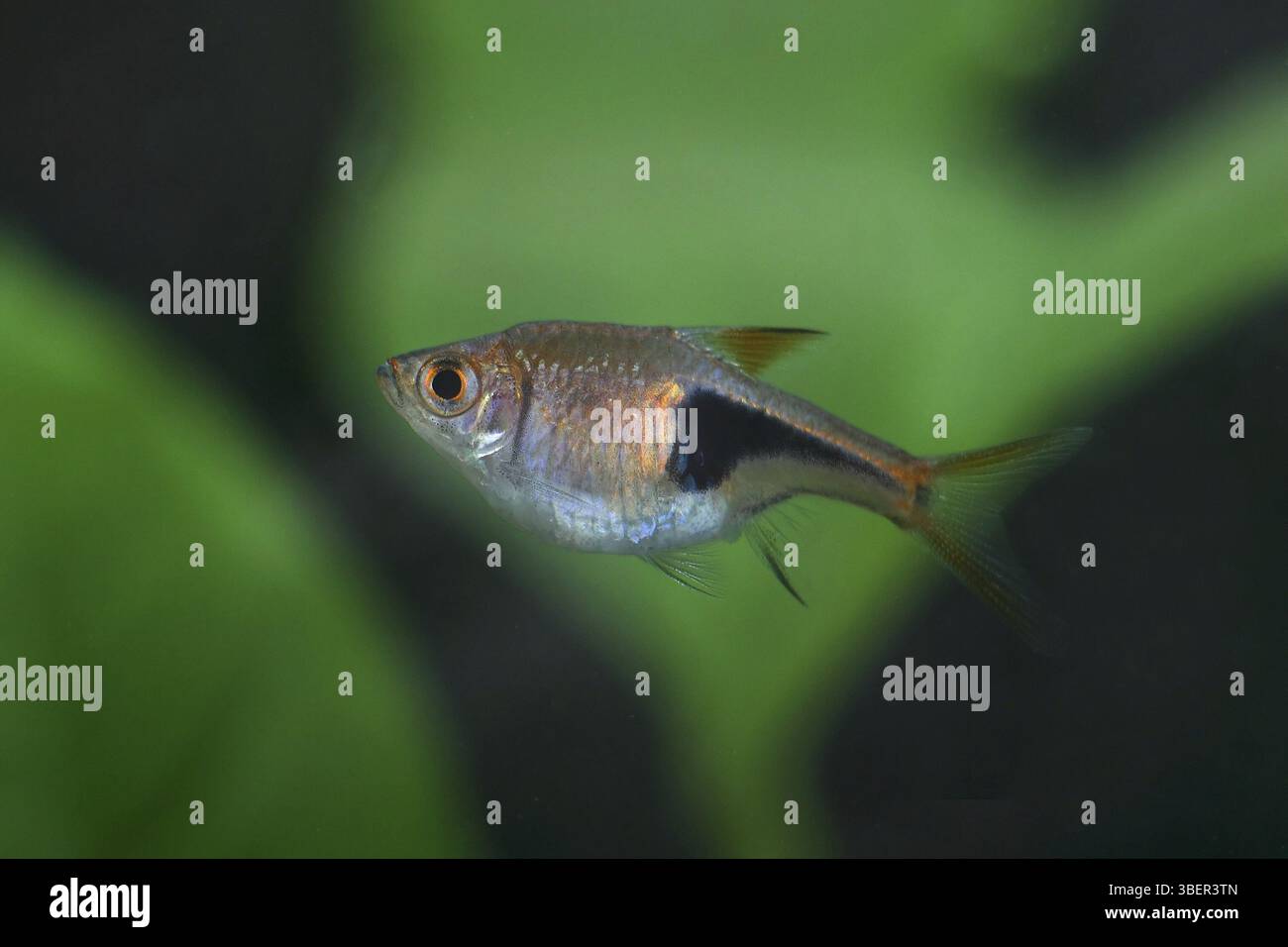 Wedge-spotted bear (Trigonostigma heteromorpha Stock Photo - Alamy