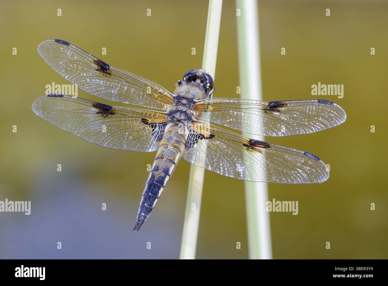 Four-spot - Libellula quadrimaculata - in its natural habitat ...