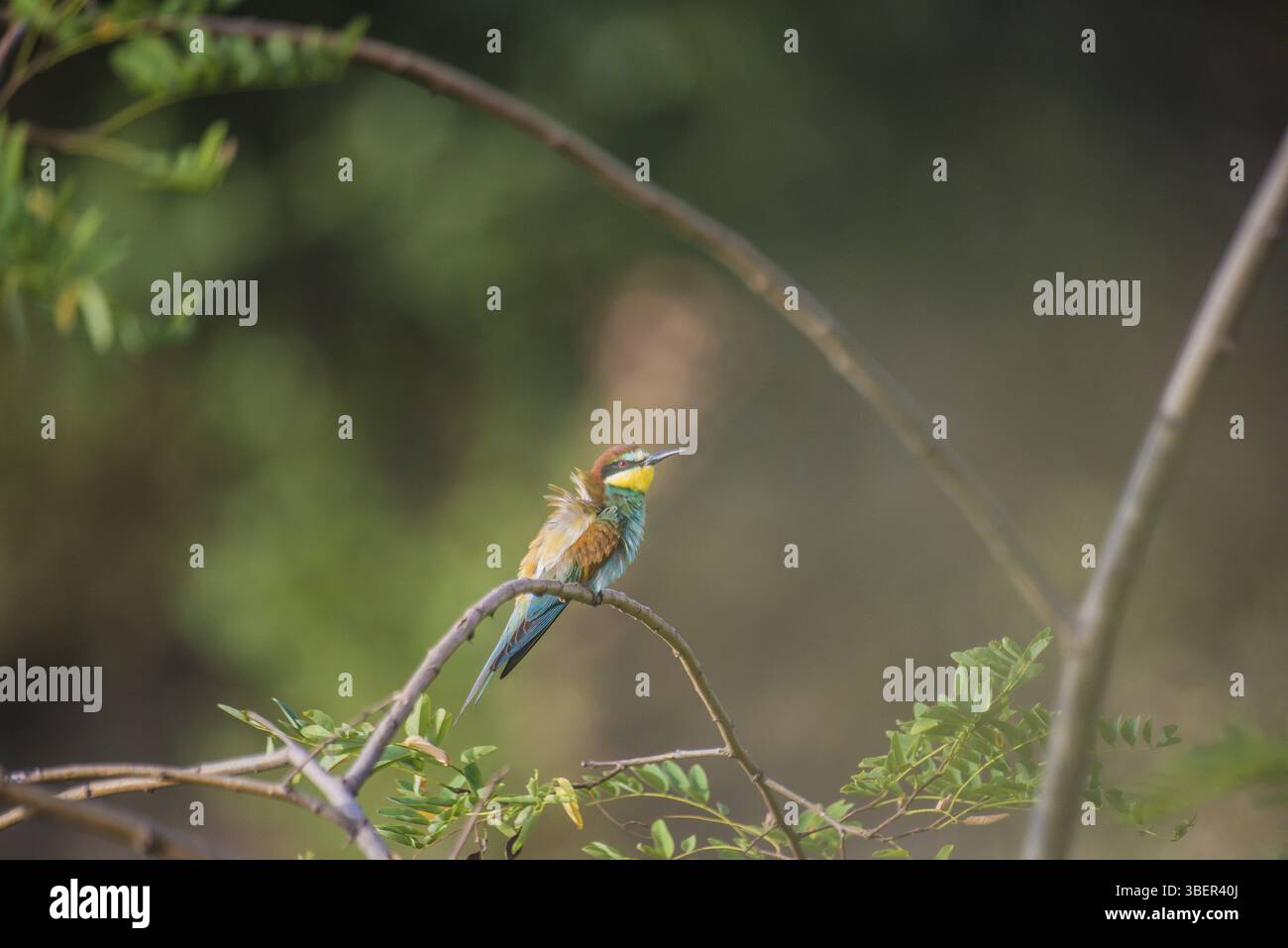 Beautiful bird bee eater hi-res stock photography and images - Alamy