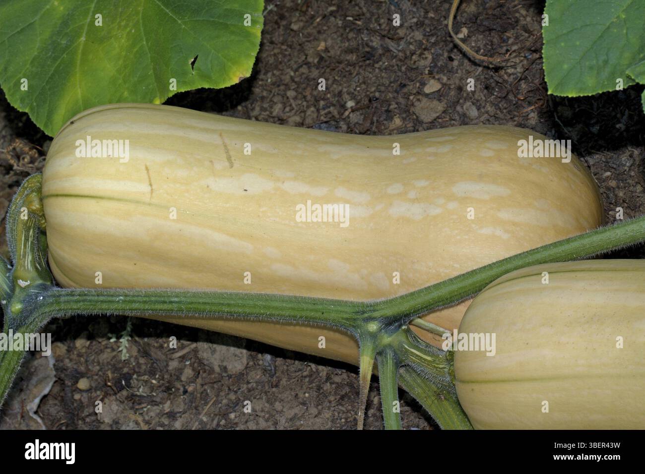 Butternut squash (Cucurbita moschata Stock Photo - Alamy