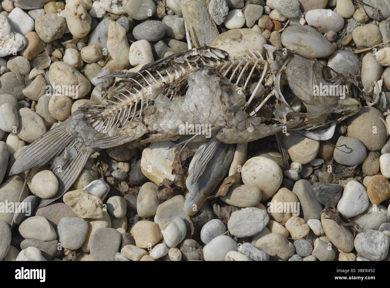 Pollution fish hi-res stock photography and images - Alamy