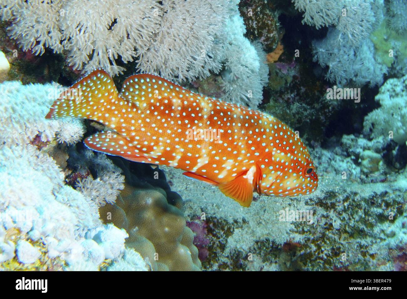 Six-striped grouper (Cephalopholis sexmaculata Stock Photo - Alamy