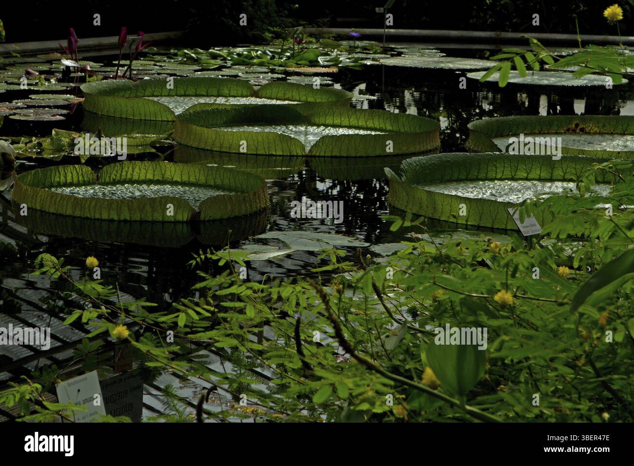 Santa Cruz giant water lily (Victoria cruziana Stock Photo - Alamy