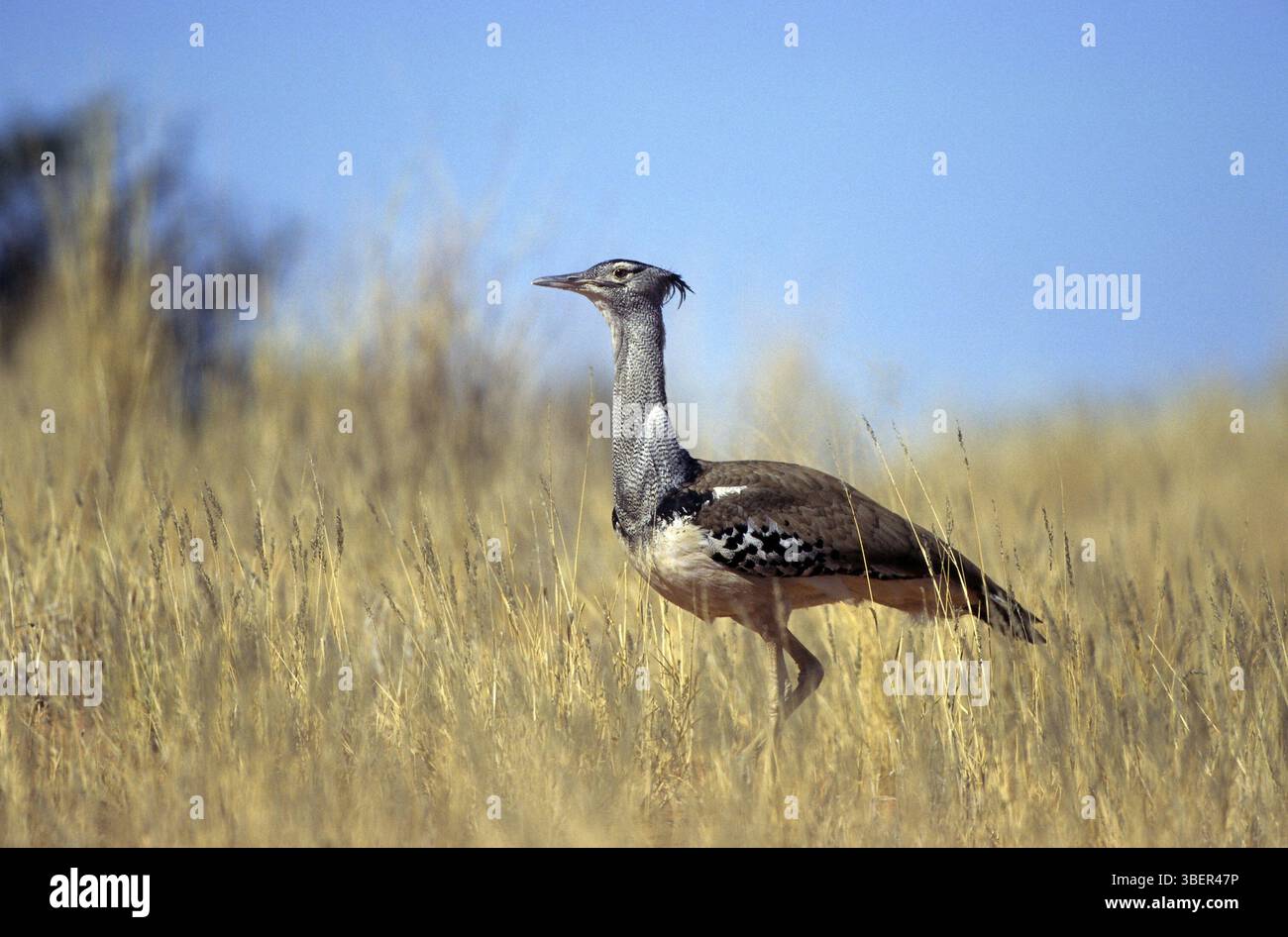 Giant bustard (Ardeotis kori Stock Photo - Alamy