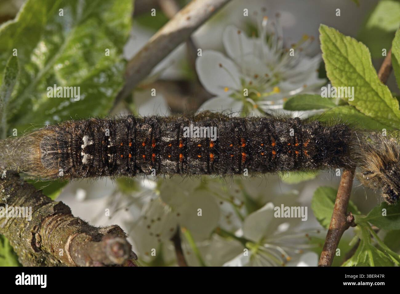 Copper glow (Gastropacha quercifolia Stock Photo - Alamy
