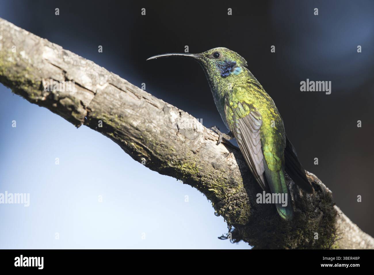 Small violet-eared hummingbird (Colibri thalassinus Stock Photo - Alamy