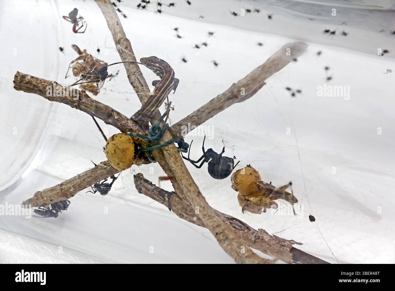 Black widows and juveniles (Latrodectus Stock Photo - Alamy