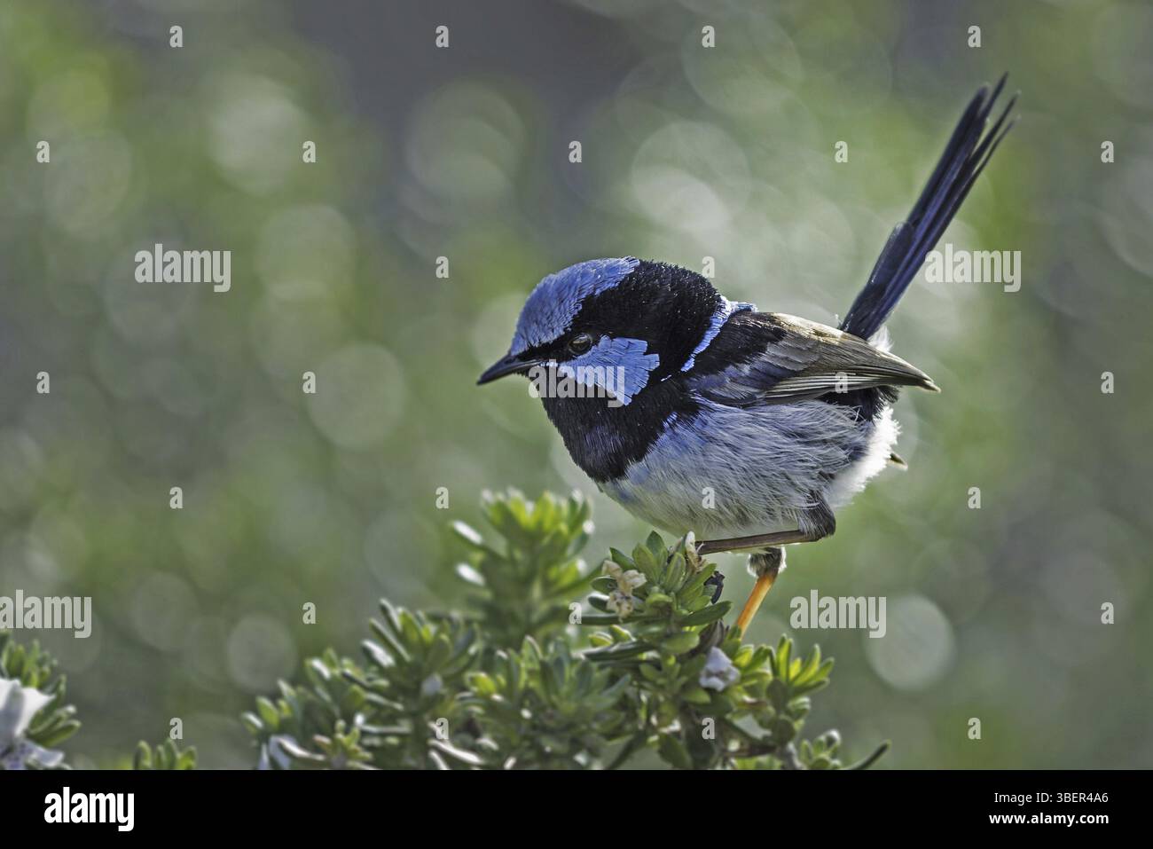 Magnificent Wren (Malurus cyaneus Stock Photo - Alamy