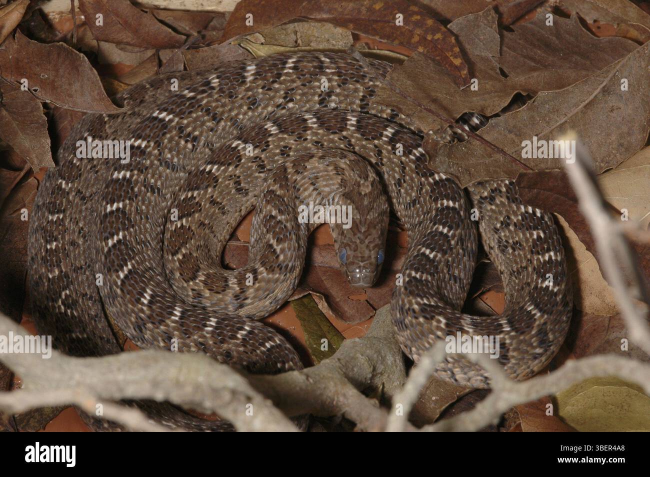 Dasypeltis scabra hi-res stock photography and images - Alamy