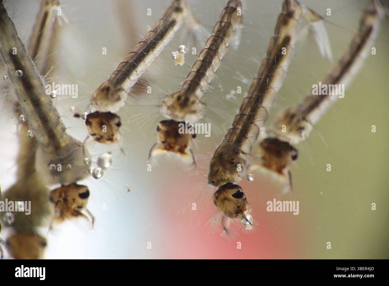 Mosquito - Larvae (Culicidae Stock Photo - Alamy