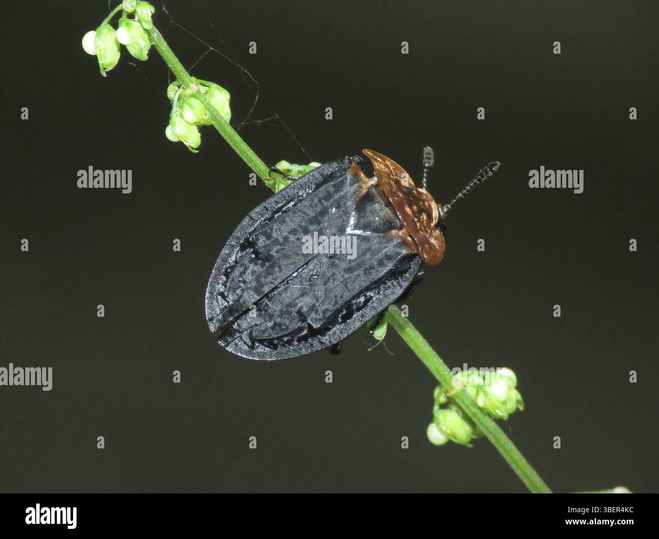 Red-necked Silphe (Oiceoptoma thoracicum Stock Photo - Alamy