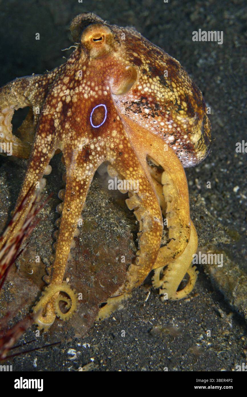 Poisonous ocellatus octopus (Hapalochlaena maculosa Stock Photo - Alamy
