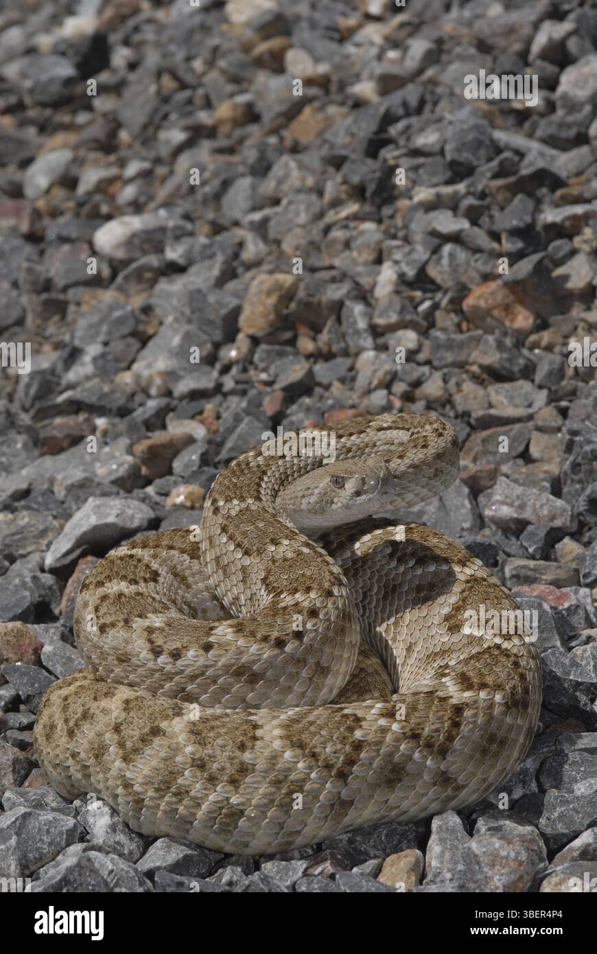 Texas rattlesnake (Crotalus atrox Stock Photo - Alamy