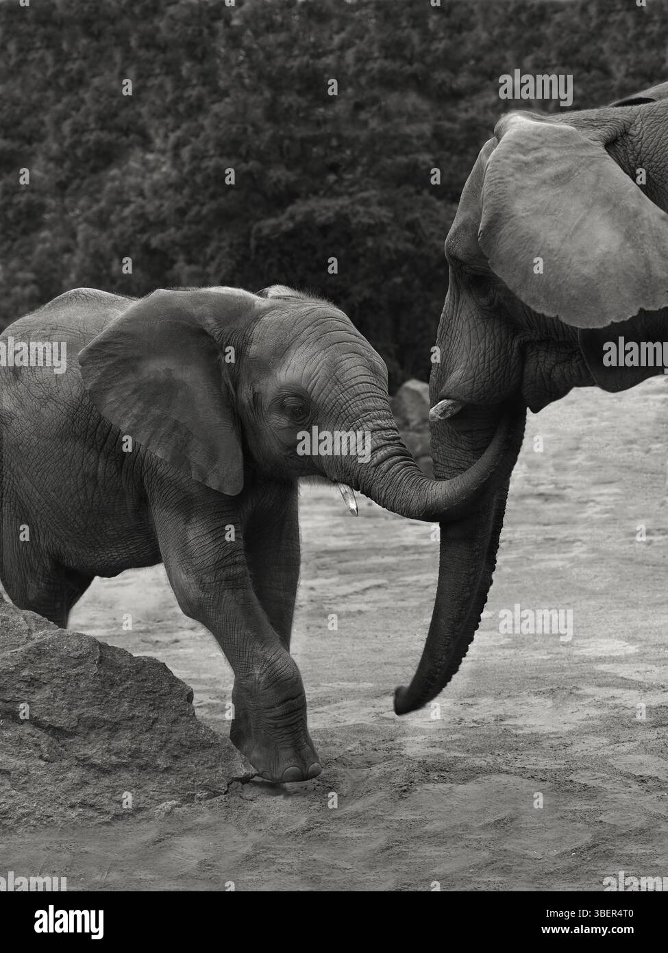 African elephant (African Elephantus Stock Photo - Alamy
