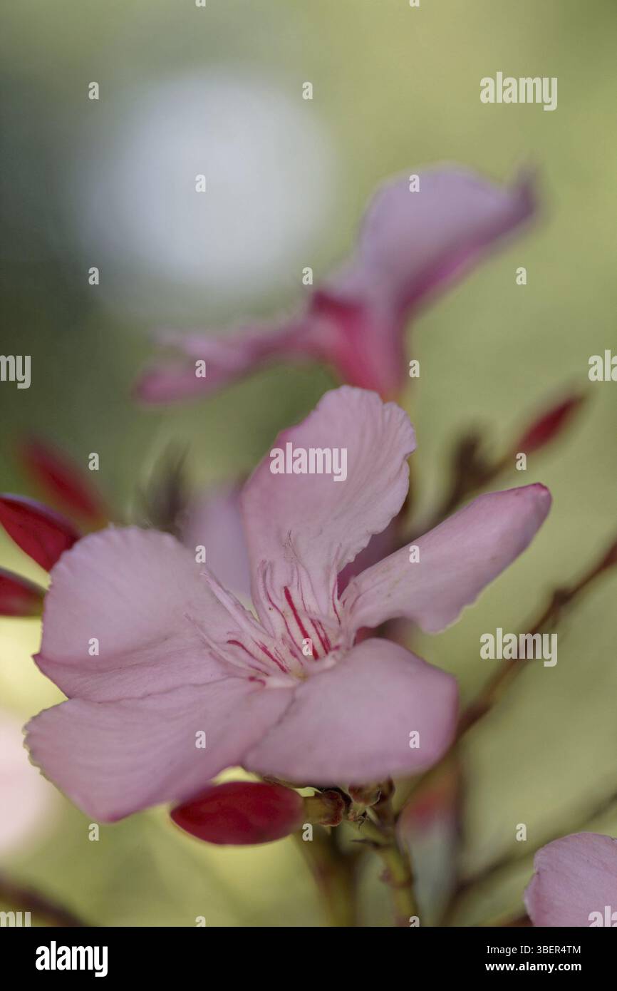 Flowering nerium oleander bush hi-res stock photography and images - Alamy