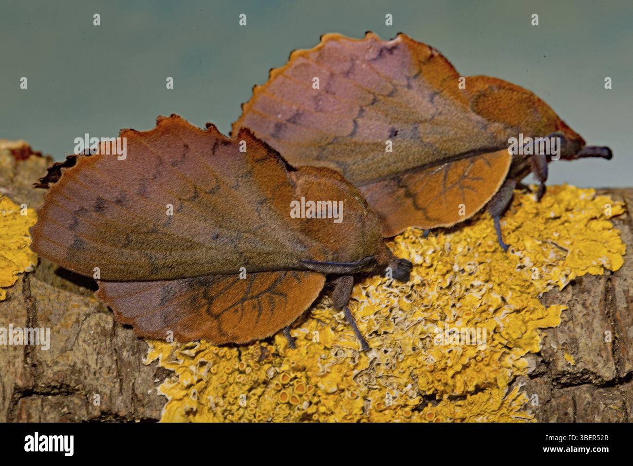 Copper glow (Gastropacha quercifolia Stock Photo - Alamy