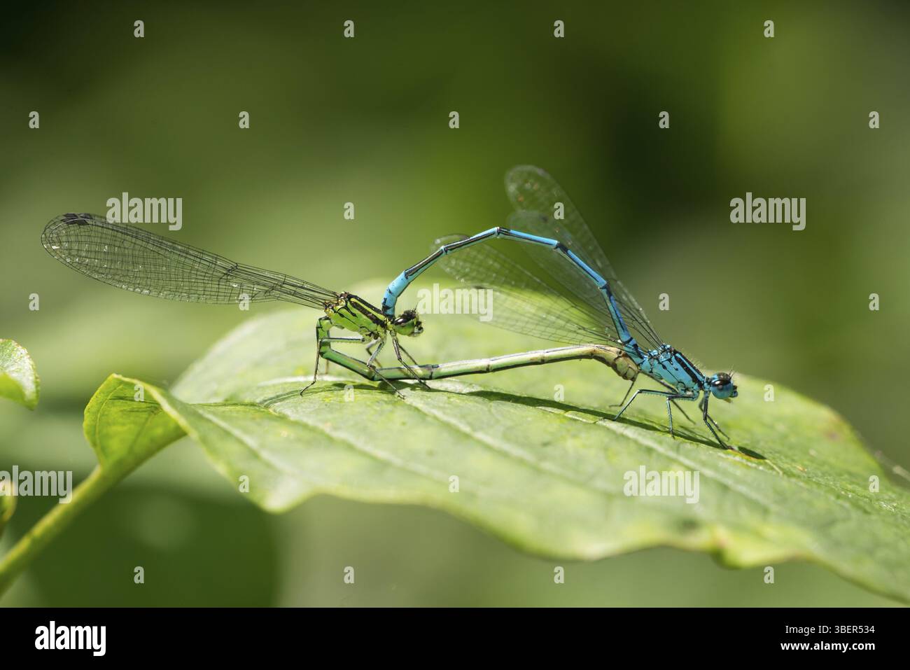 Horseshoe damselfly, mating wheel. (Coenagrion puella Stock Photo - Alamy