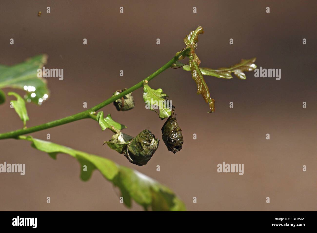 Attelabus nitens hi-res stock photography and images - Alamy