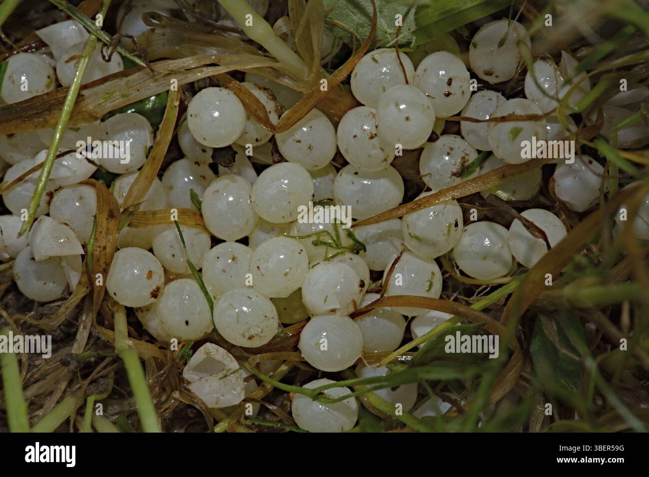 Slug arionidae hi-res stock photography and images - Alamy