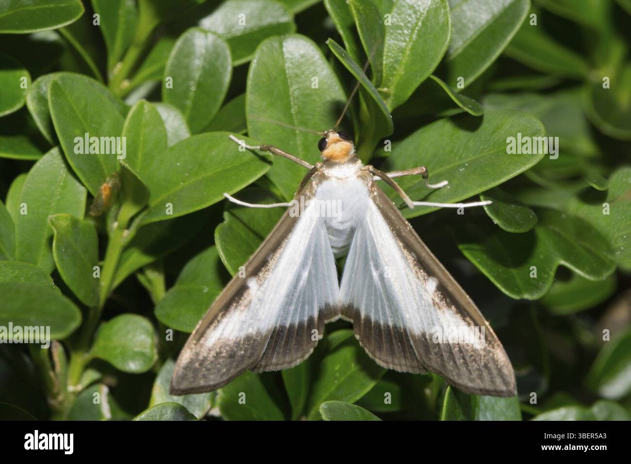 Box tree moth (Cydalima perspectalis Stock Photo - Alamy