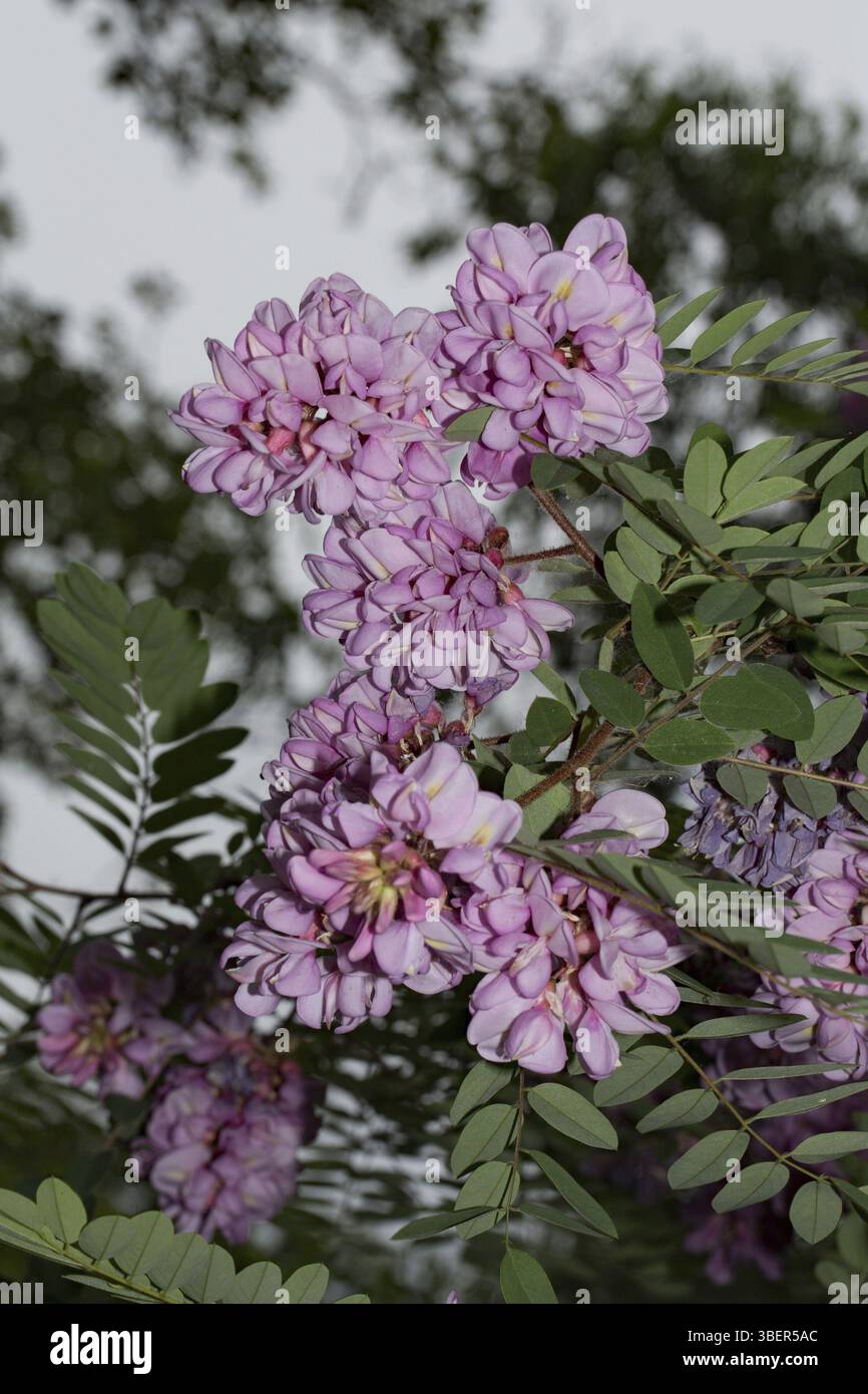 Robinia (Robinia pseudoacacia Stock Photo - Alamy