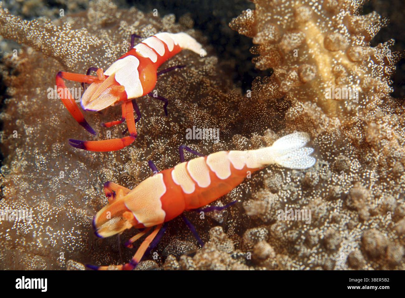Emperor shrimp (Zenopontonia rex Stock Photo - Alamy