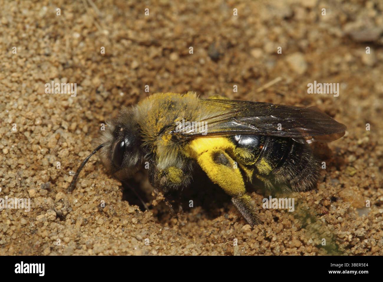Andrena nest hi-res stock photography and images - Alamy