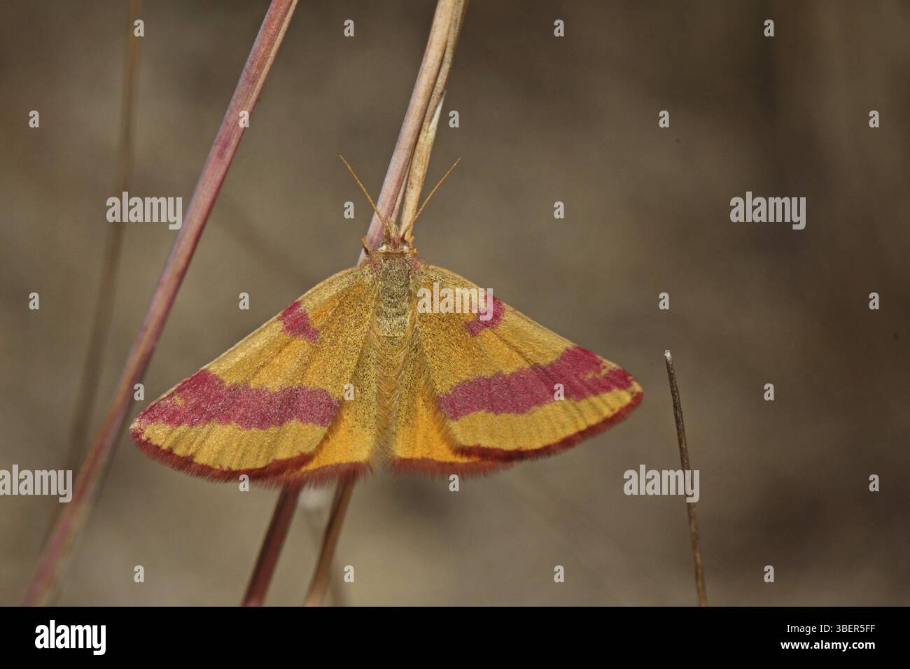 Dock purple moth (Lythria cruentaria Stock Photo - Alamy