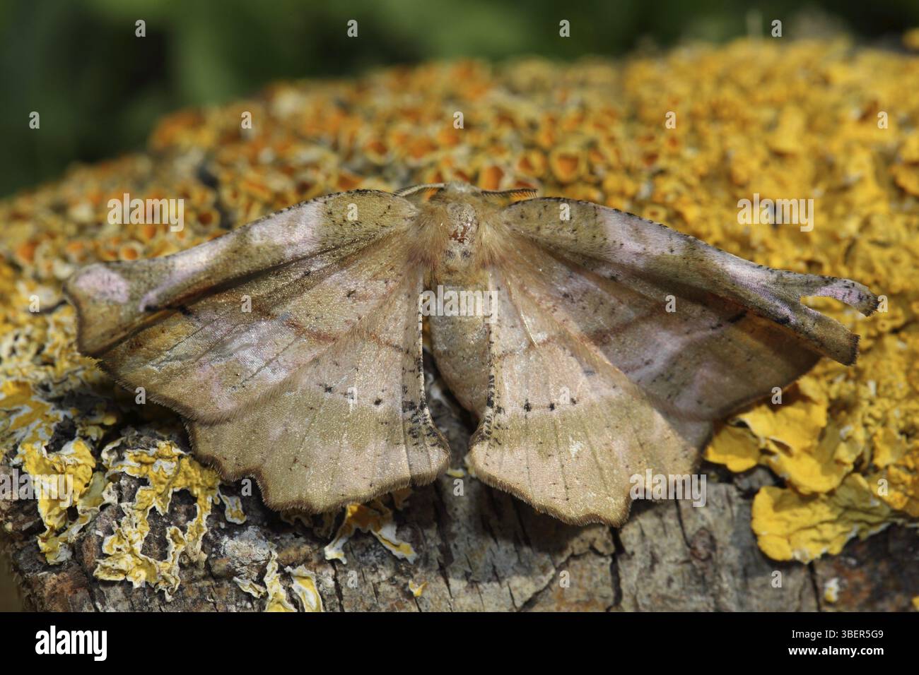 Lilac moth (Apeira syringaria Stock Photo - Alamy