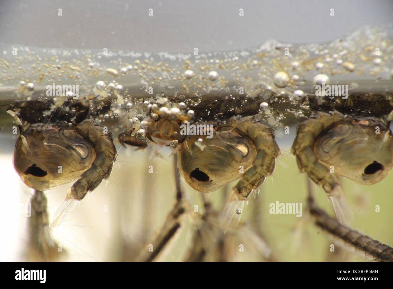 Mosquito - Larvae (Culicidae Stock Photo - Alamy