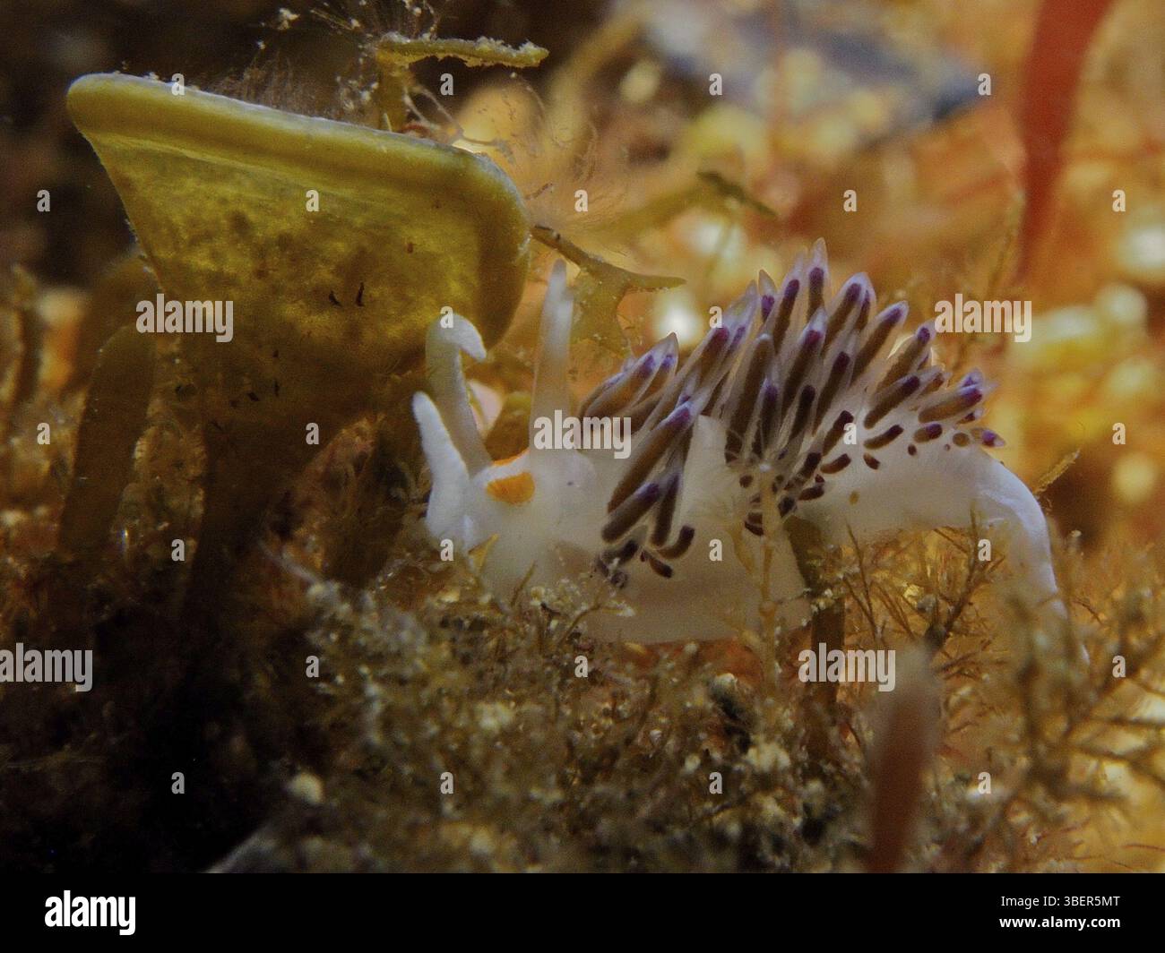 Travelling thread snail (Cratena peregrina Stock Photo - Alamy