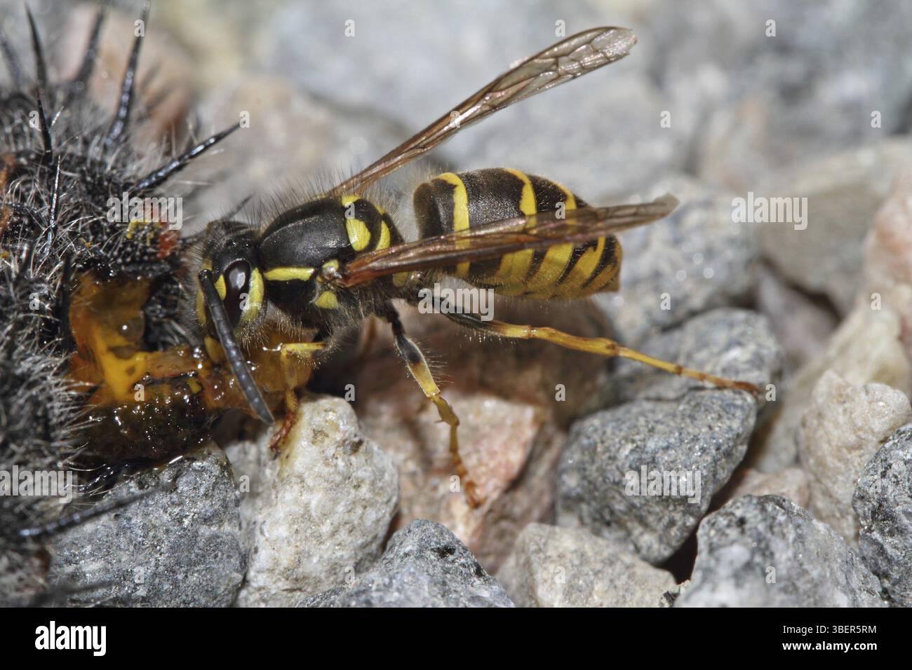 Common wasp (Vespula vulgaris Stock Photo - Alamy