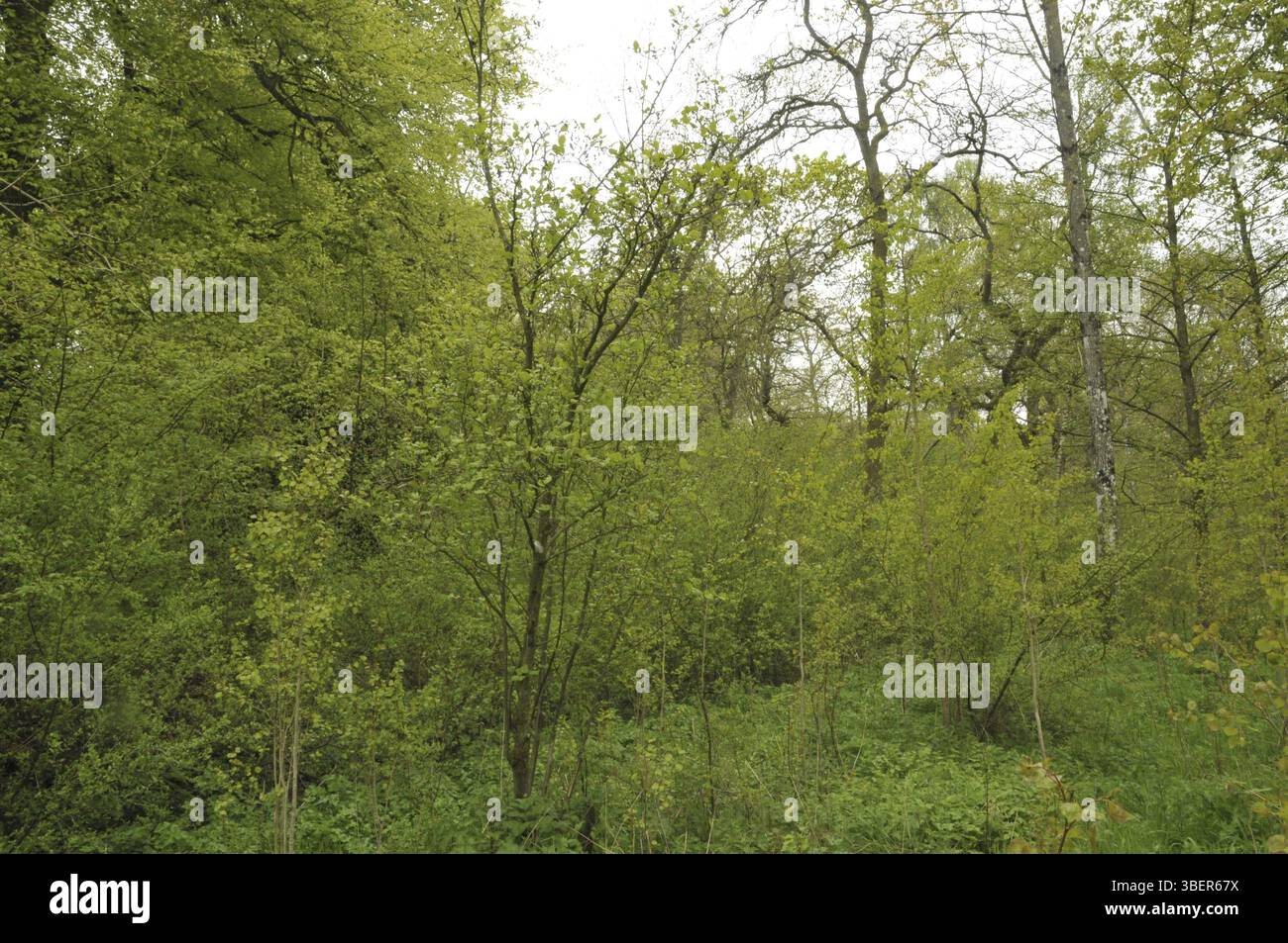 Green alder (Alnus viridis Stock Photo - Alamy