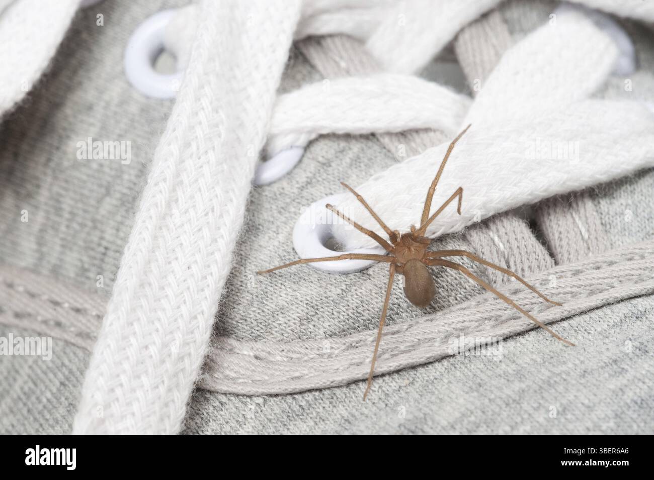 Spider on boot hi-res stock photography and images - Alamy