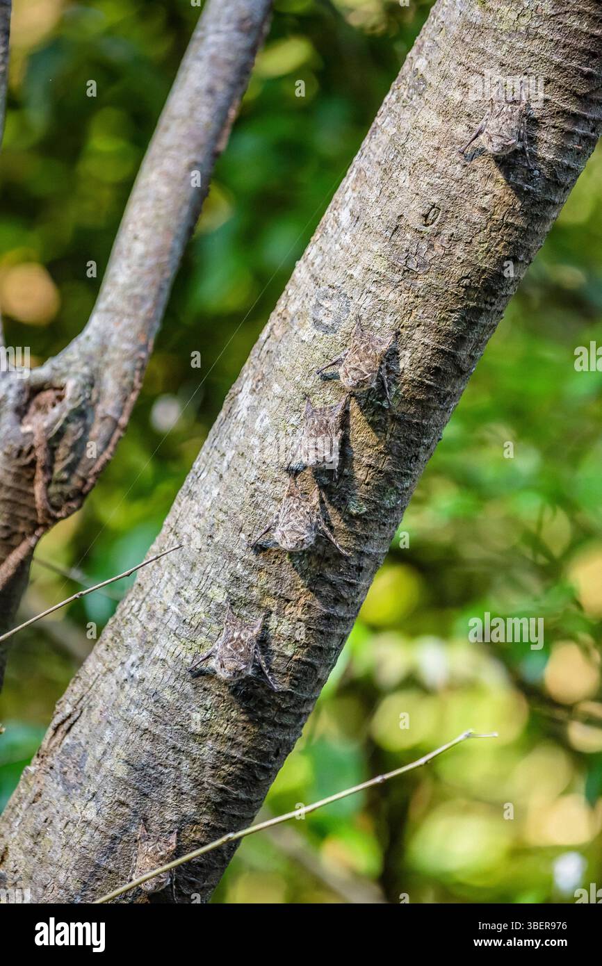 proboscis bat, Rhynchonycteris naso, adult bats, resting on tree during ...