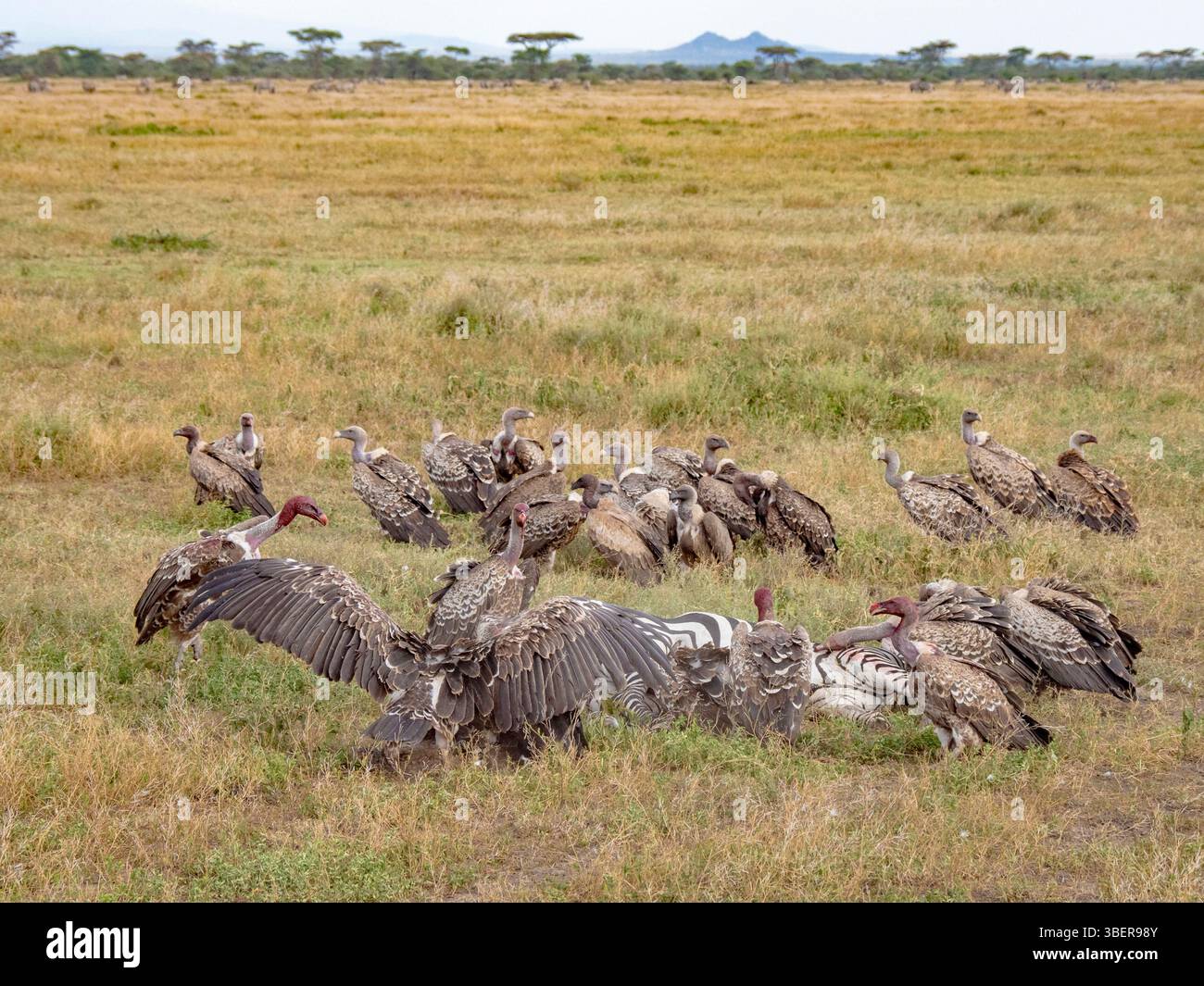 Rüppell's vulture, Gyps rueppelli, feeding on the carcass of a plains ...