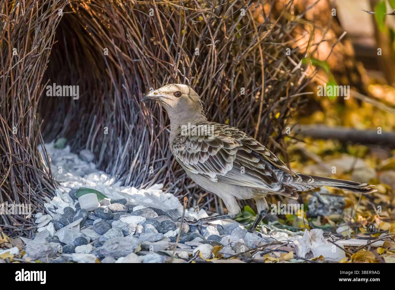 great bowerbird, Chlamydera nuchalis, adult, male, at its bower, the ...