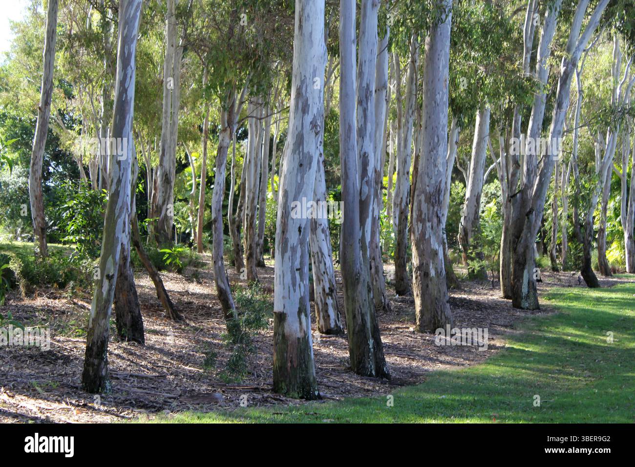 Group of trees trunks at the Kershaw Gardens in Rockhampton, Queensland ...