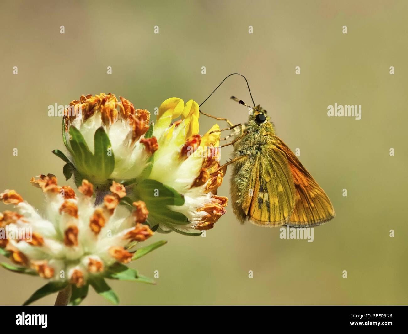 Rust colored skipper butterfly hi-res stock photography and images - Alamy