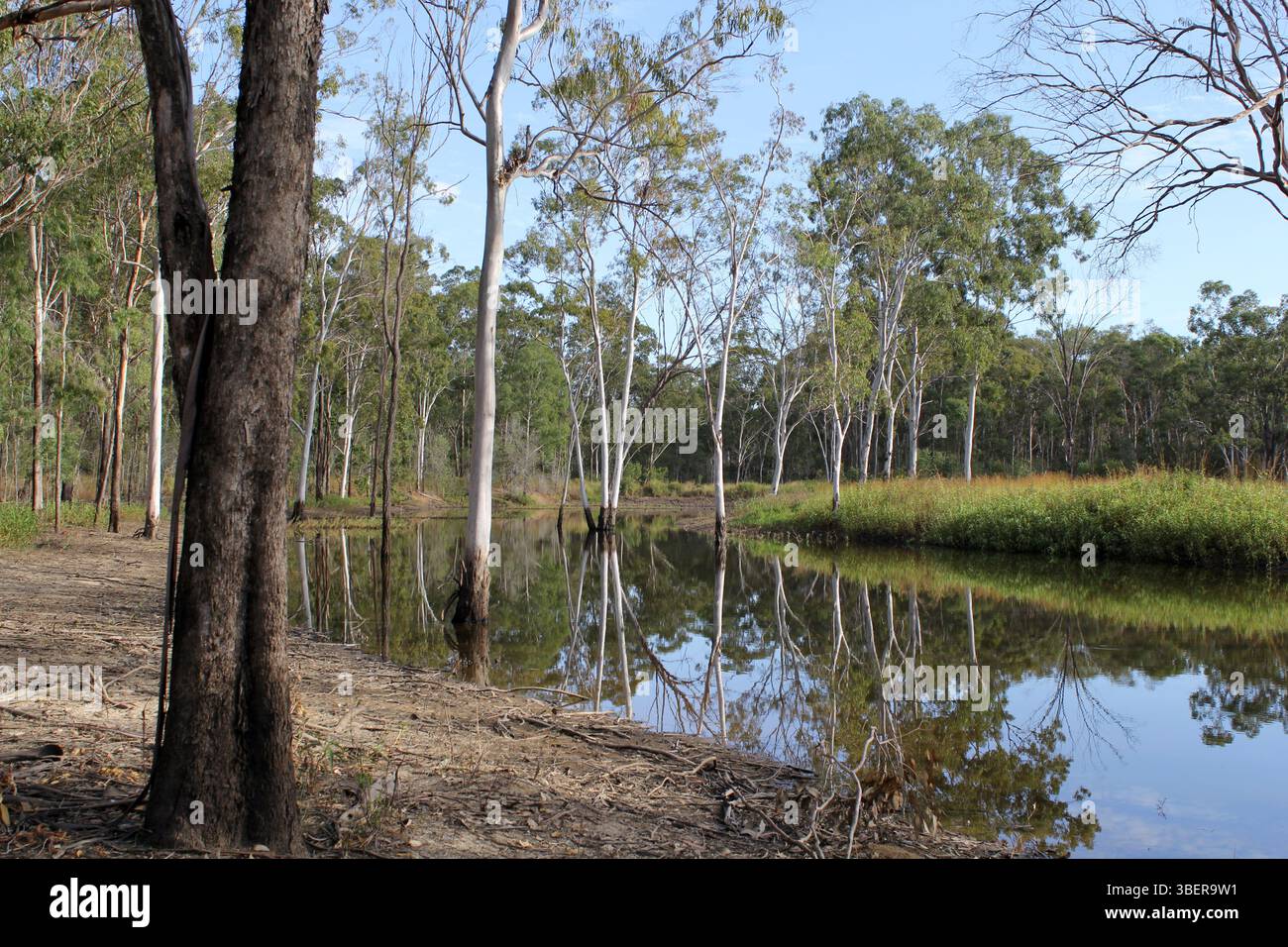View eucalyptus trees in hi-res stock photography and images - Alamy