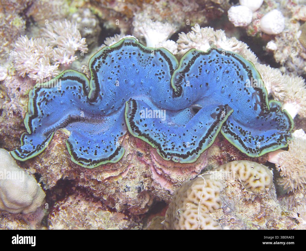 Common giant clam (Maxima clam Stock Photo - Alamy