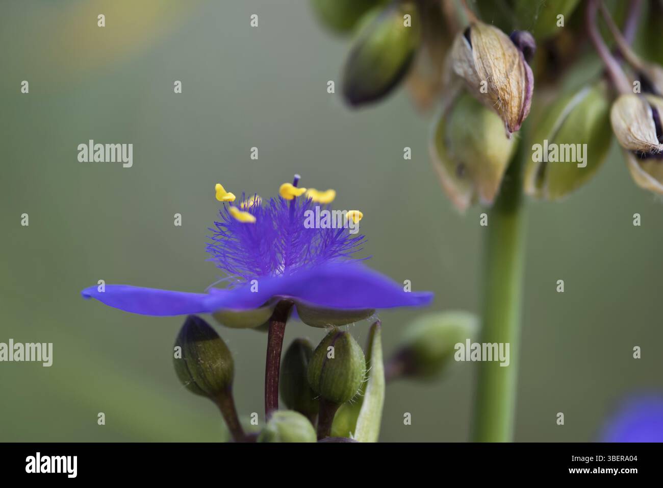 Three-master flower, virginian (tradescantia virginiana Stock Photo - Alamy