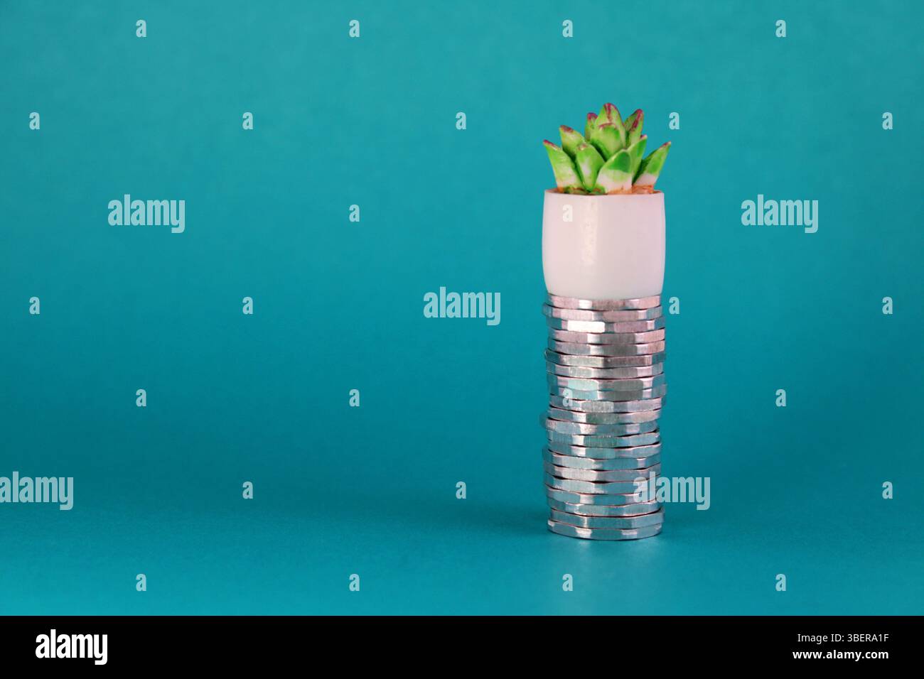 Succulent plant on silver coins Stock Photo - Alamy