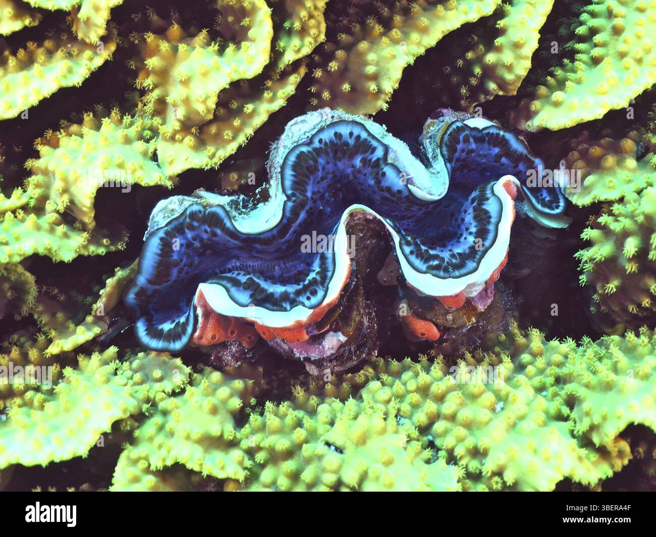 Common giant clam (Tridacna maxima Stock Photo - Alamy