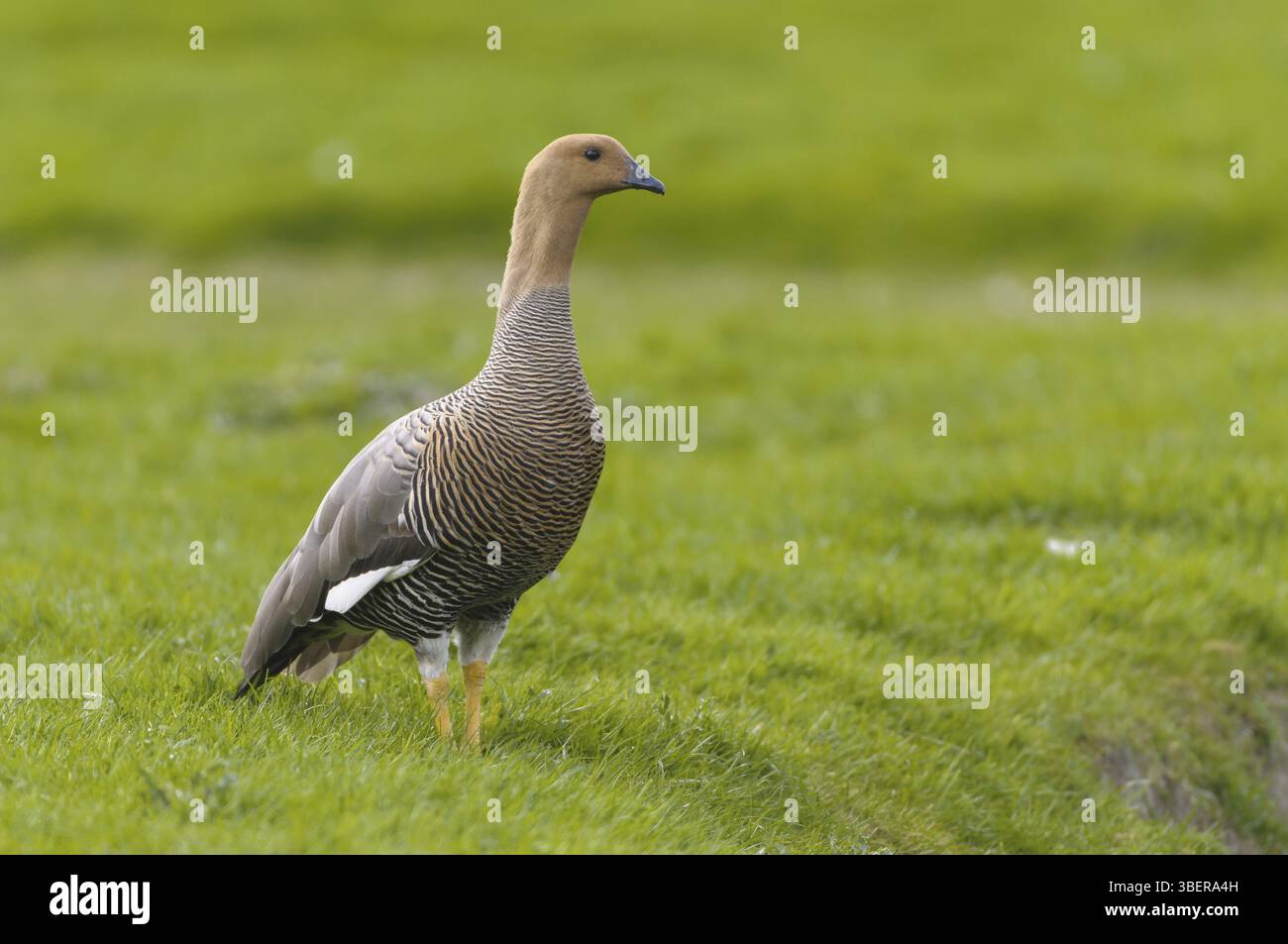Female Magellanic Goose (Chloephaga picta Stock Photo - Alamy