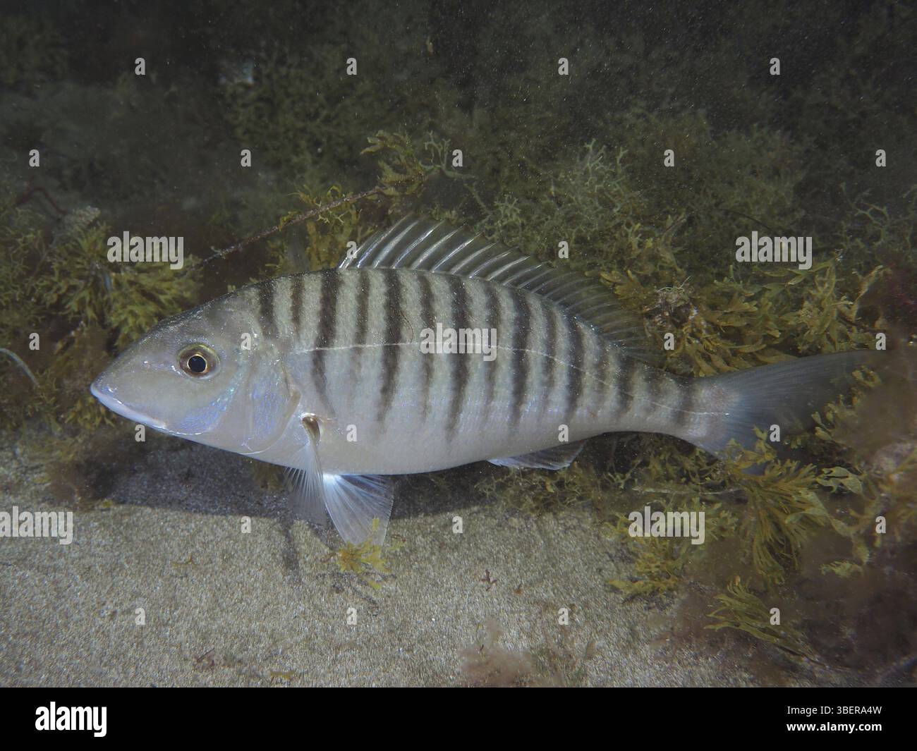 Marble bream (Lithognathus mormyrus Stock Photo - Alamy