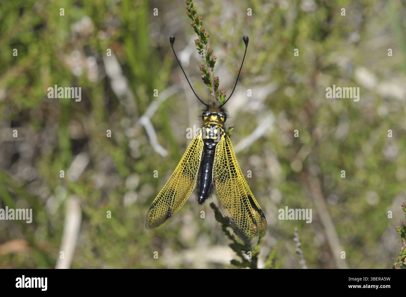 Libelloides longicornis (Libelloides longicornis Stock Photo - Alamy